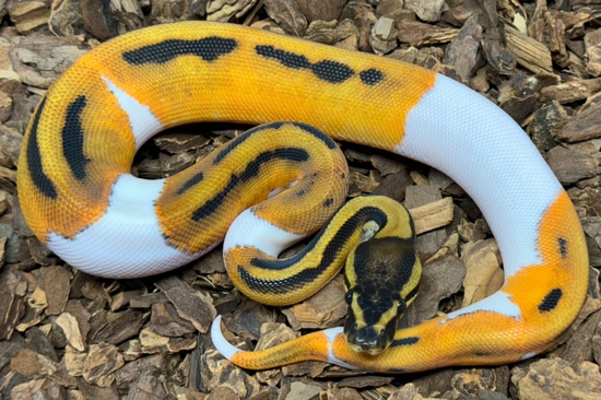 Orange Dream Leopard Pied Ball Python by Rustys-balls