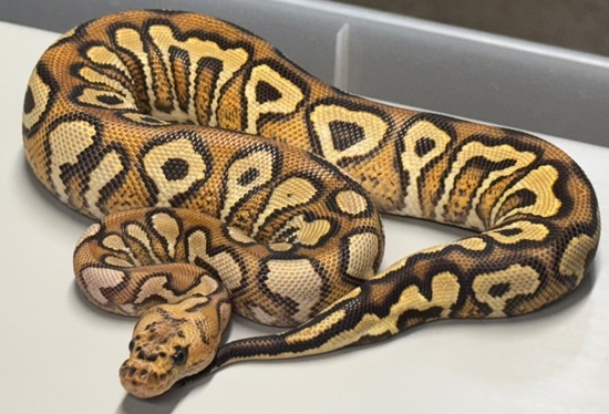 Pompeii Ball Python by Rustys-balls