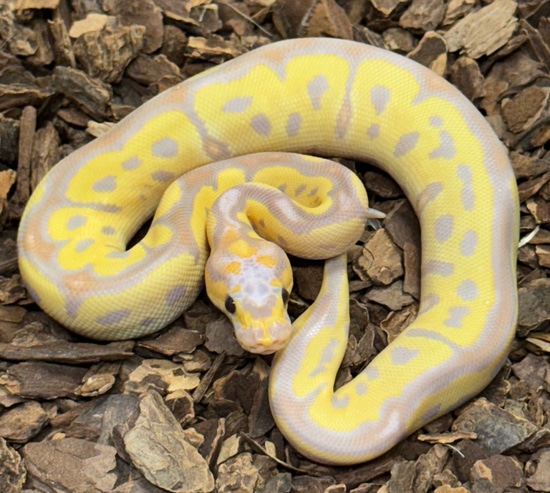 Banana (Fire) Clown Ball Python by Rustys-balls