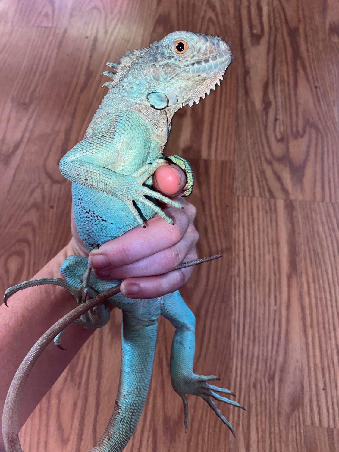 Axanthic Blue Green Iguana by Duwannaiguana - MorphMarket