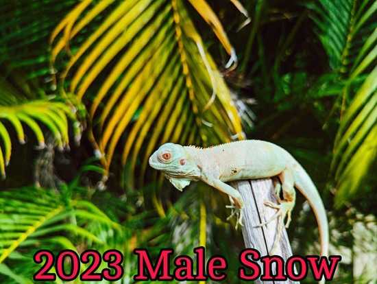 Snow (Albino/Axanthic) Green Iguana by Duwannaiguana