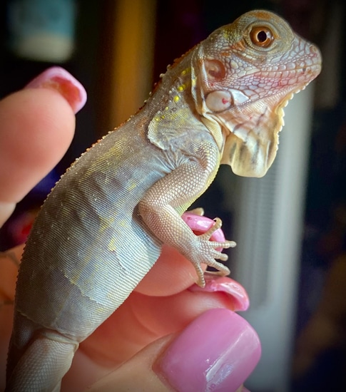 Translucent Hypo Axanthic Female Green Iguana by Duwannaiguana