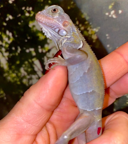 TRANSLUCENT GREY (Hypo Axanthic) F#1 Green Iguana by Duwannaiguana