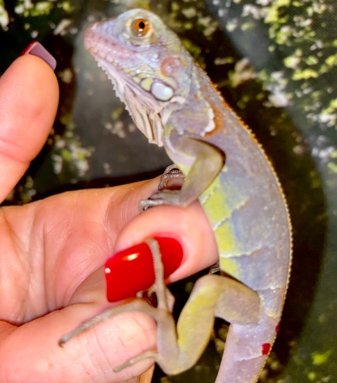 Translucent Grey F #2 Green Iguana by Duwannaiguana