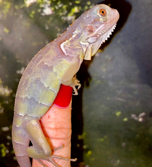 TRANSLUCENT GREY (Hypo Axanthic) M#1 Green Iguana by Duwannaiguana