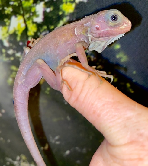**NEW** Translucent Red Hatchling #1 Green Iguana by Duwannaiguana