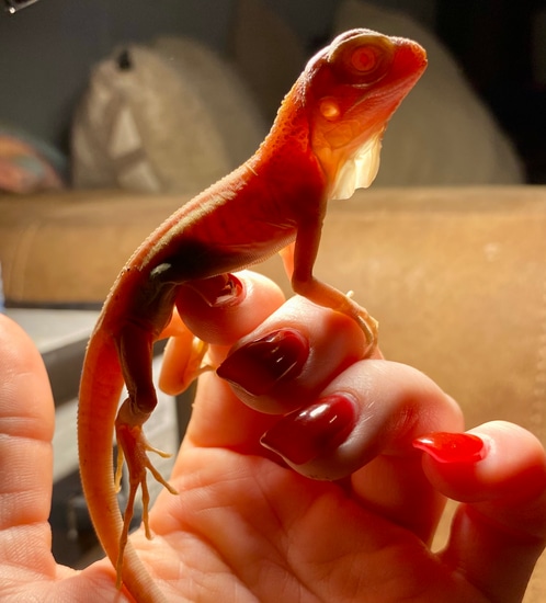 **NEW** Translucent Red Hatchling #2 Green Iguana by Duwannaiguana
