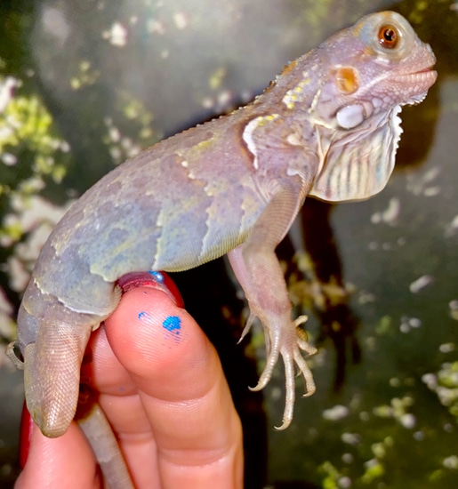 TRANSLUCENT GREY (Hypo Axanthic) M#2 Green Iguana by Duwannaiguana