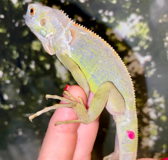 Female #1 Red + Albino T+ Translucent Pairing Green Iguana by Duwannaiguana