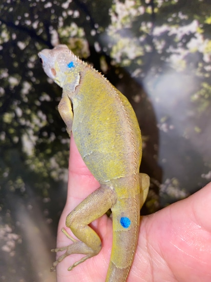 Male #2 Red + Albino T+ Translucent Pairing Green Iguana by Duwannaiguana