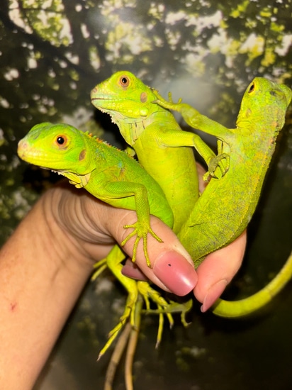 Double Het Albino/axanthic PDH Snow Green Iguana by Duwannaiguana