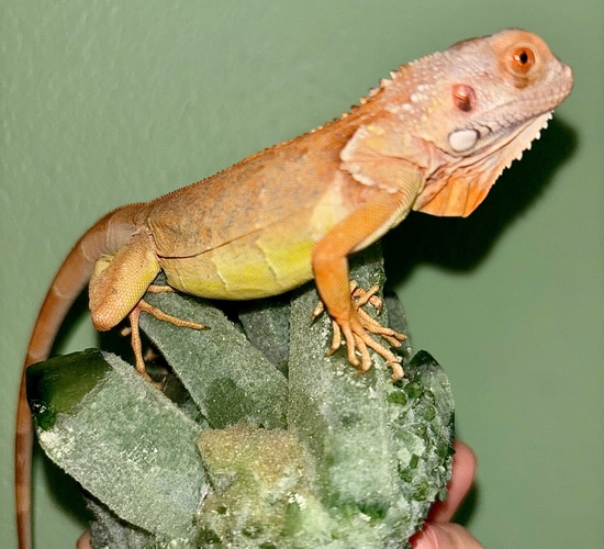 2025 Hypo Red Hatchlings 🤩 Male Translucent Green Iguana by Duwannaiguana