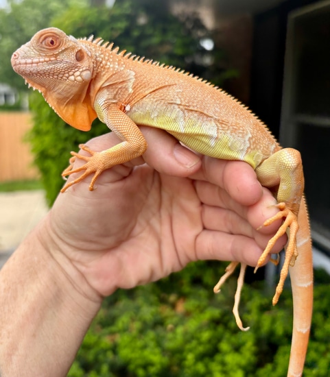 2024 Crimson Albino Male Green Iguana by Duwannaiguana
