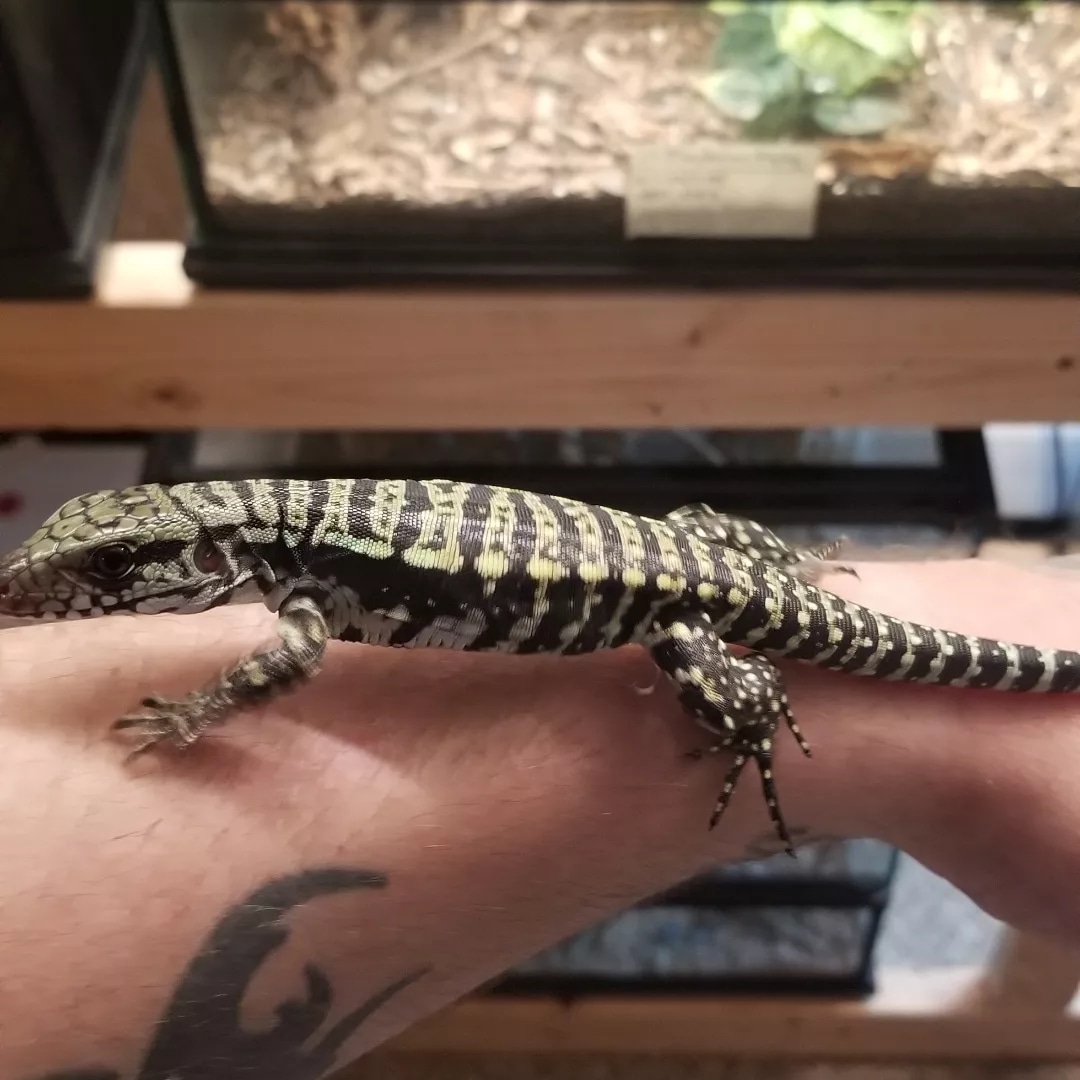 Pure High White Blue Het. Albino Tegu by Striking Exotics - MorphMarket