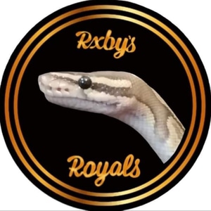 Rxbys_Royals - MorphMarket