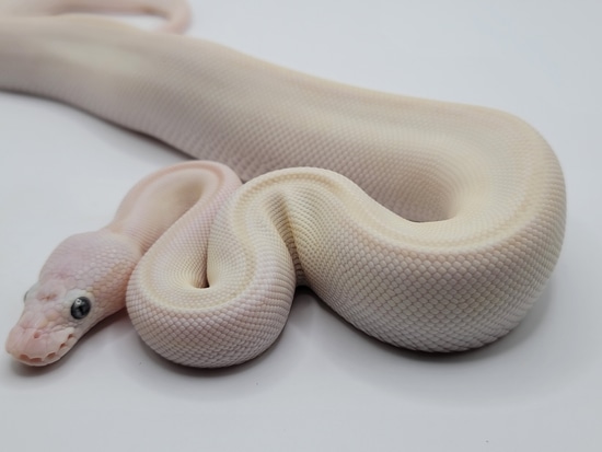 Butter Mojave Ball Python by Brex creations
