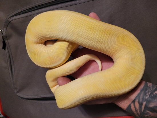 Pastel Banana Champagne 100% Het. Albino Ball Python by Brex creations