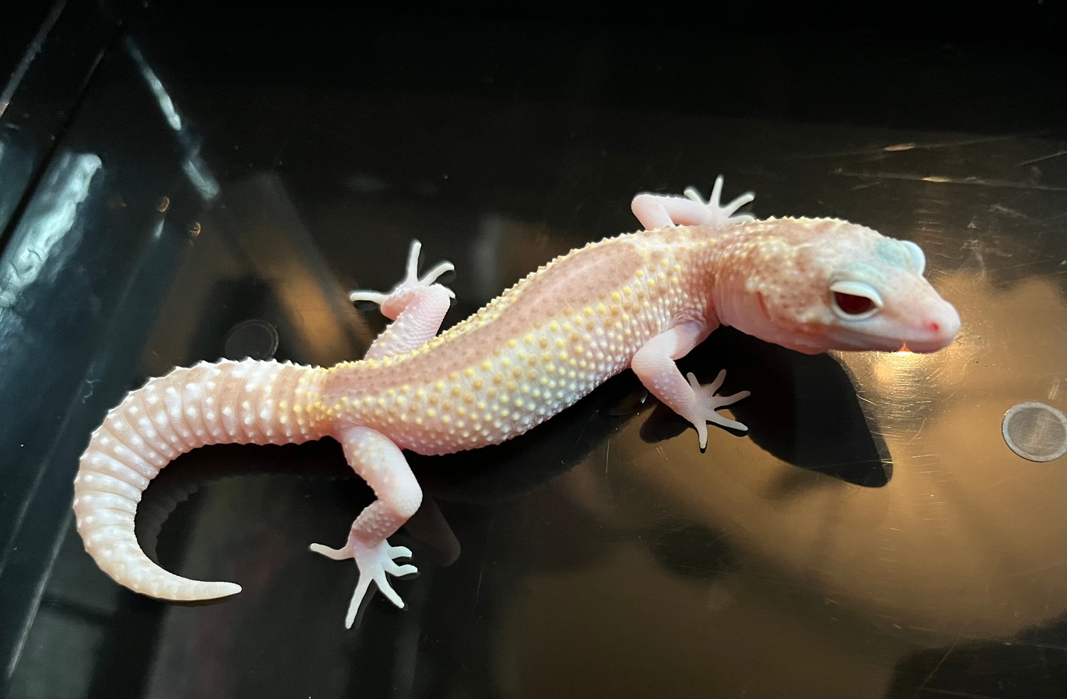 Mack Snow Tremper Albino Reverse Stripe Eclipse Leopard Gecko by Ryan ...