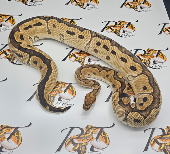 Proven Breeder Clown Ball Python by RTPythons