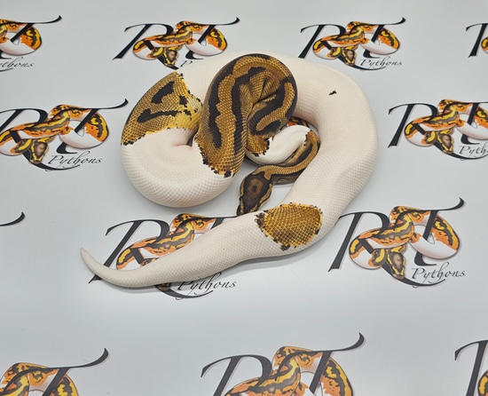 Pied Het DG Ball Python by RTPythons