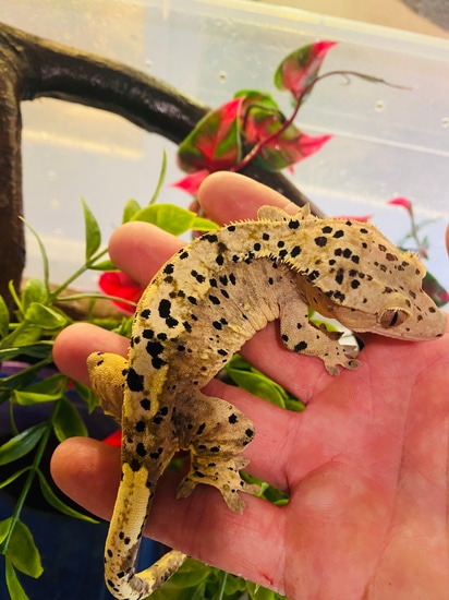 Proven Super Dal Crested Gecko by Desert Valley Reptiles
