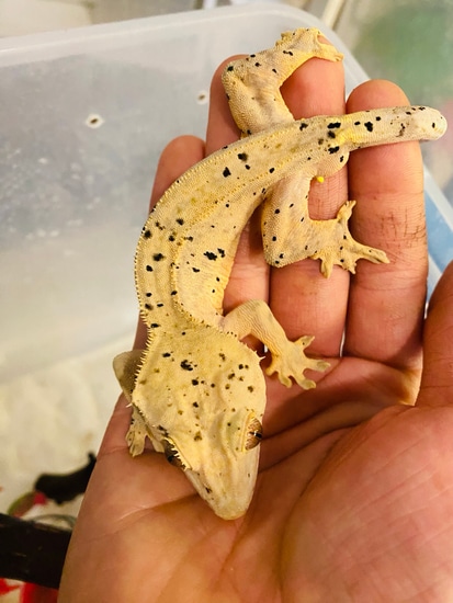 Clean Base Dal Crested Gecko by Desert Valley Reptiles