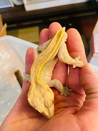 Clean Empty Back Crested Gecko by Desert Valley Reptiles