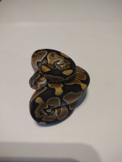 2022F Russo 50% Het Albino Ball Python by Howard family Exotics