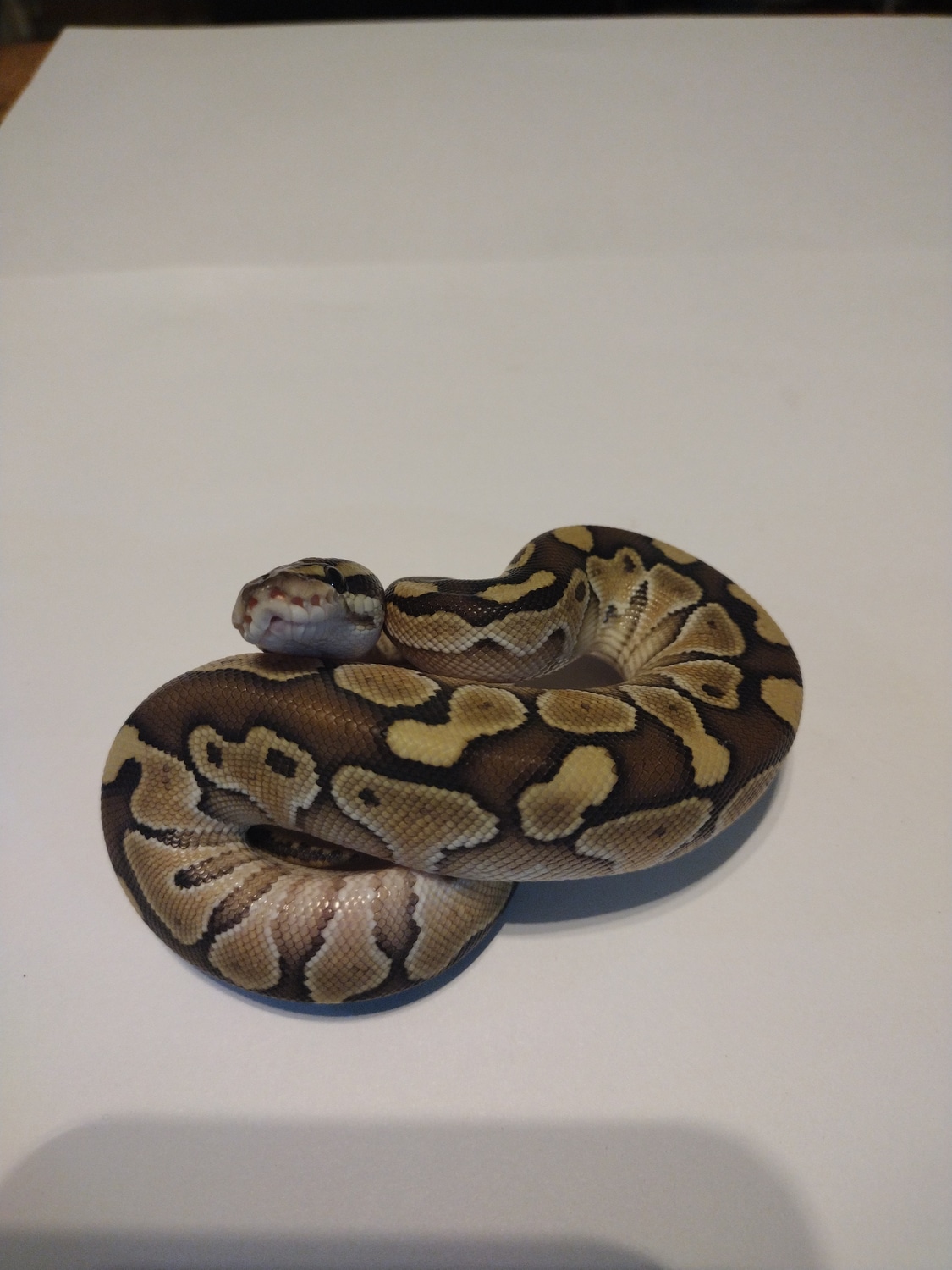 2022M Lesser 50% Pos Het Albino Ball Python by Howard family Exotics ...