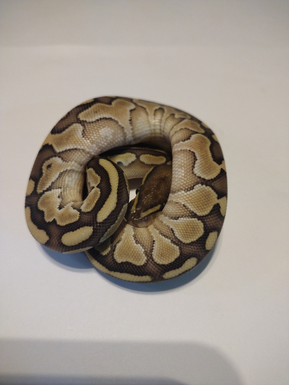 Lesser 50% Pos Het Albino Ball Python by Howard family Exotics ...