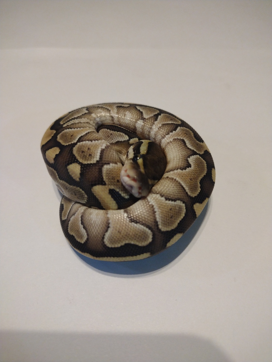 Lesser 50% Pos Het Albino Ball Python by Howard family Exotics ...