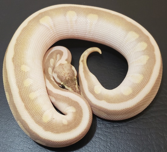 Pastel Enchi Soulsucker Ball Python by RS Pythons