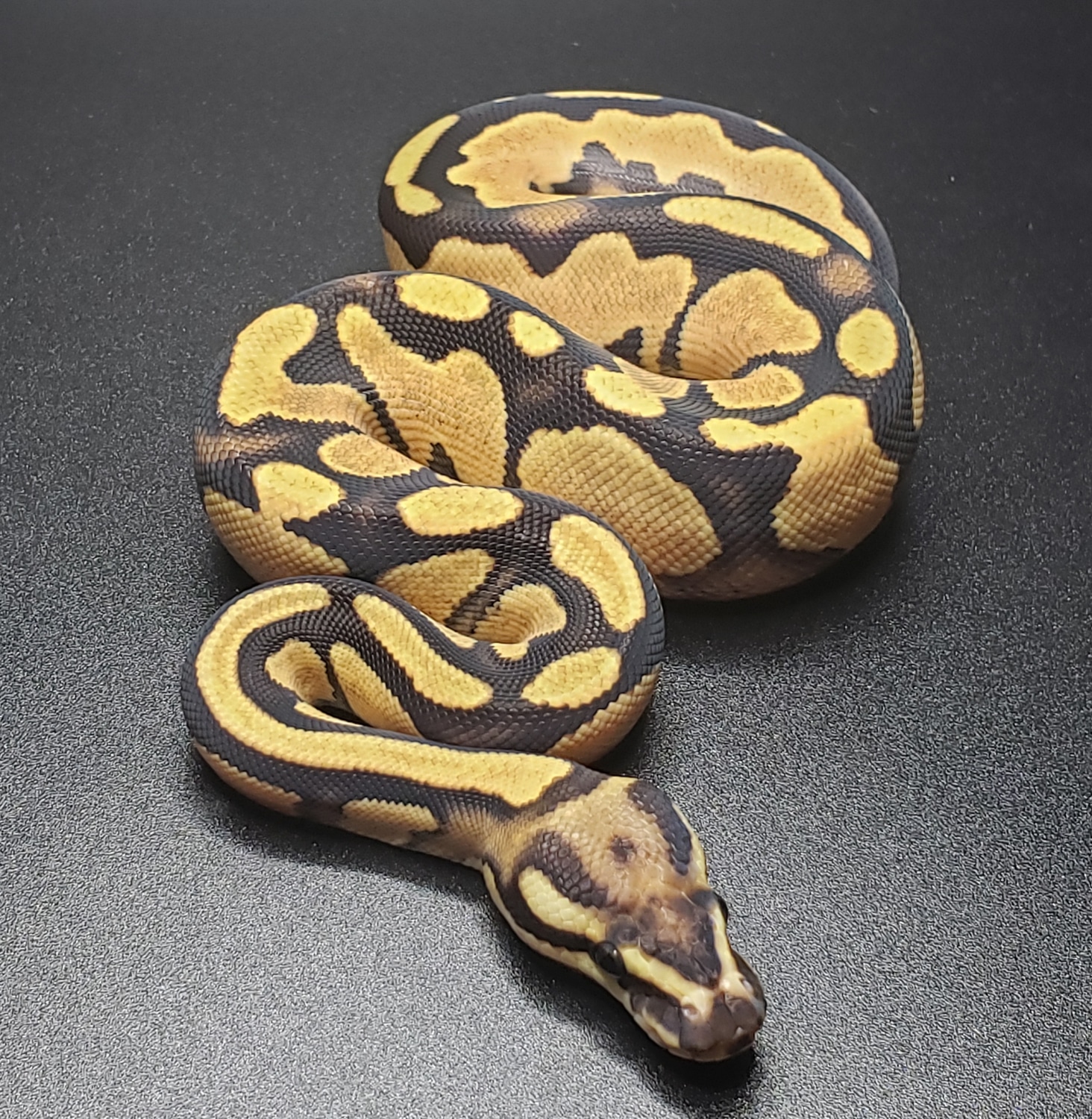 Orange Dream Fire 66% Het Pied 50% Het Albino Ball Python by RS Pythons ...