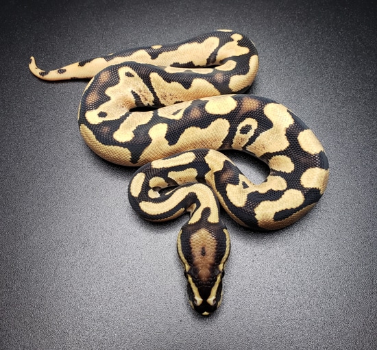 OD Fire Het Pied Ball Python by RS Pythons - MorphMarket