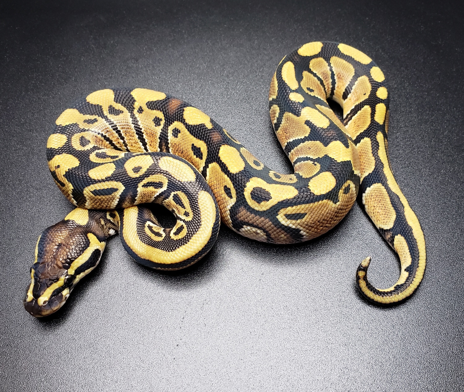 Fire Het Pied Ball Python by RS Pythons - MorphMarket
