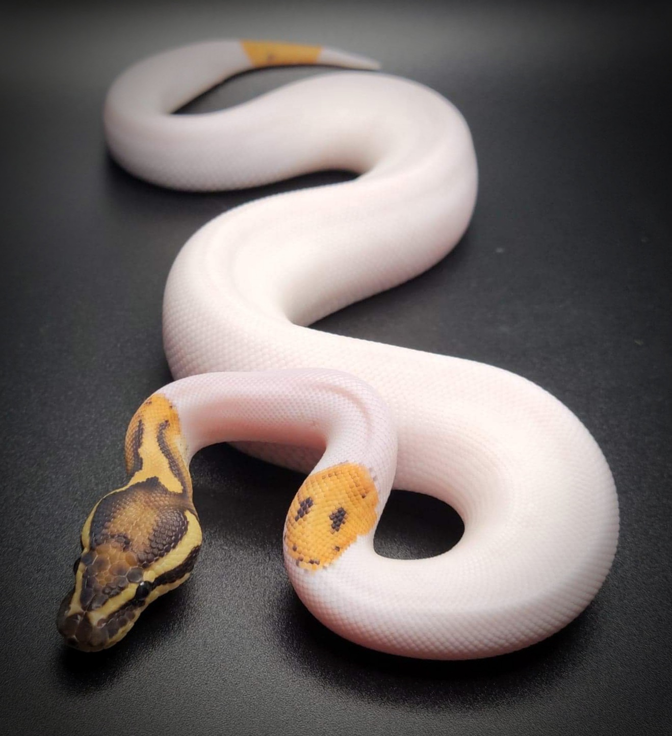 Orange Dream Pied 50% Het Albino Ball Python by RS Pythons - MorphMarket