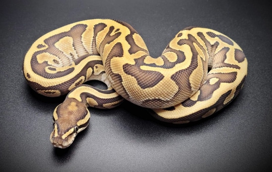 Lesser Leopard Ball Python by RS Pythons