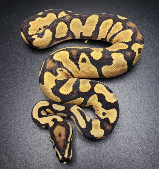 OD Fire Het Pied Ball Python by RS Pythons