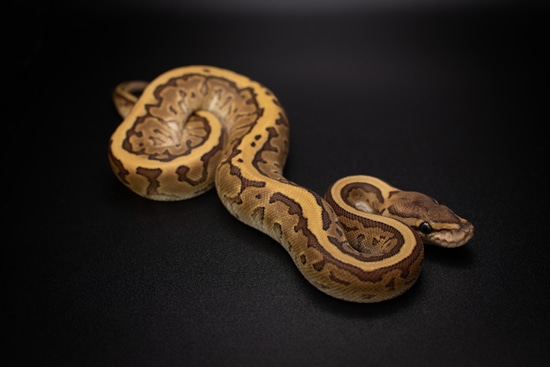 Leopard Cinnamon Pinstripe Ball Python by RS Pythons