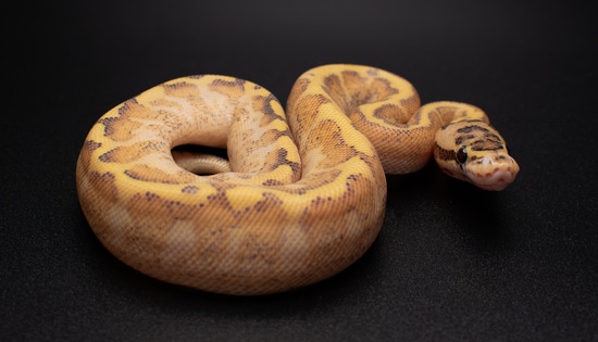 Spider Highway Ball Python by RS Pythons