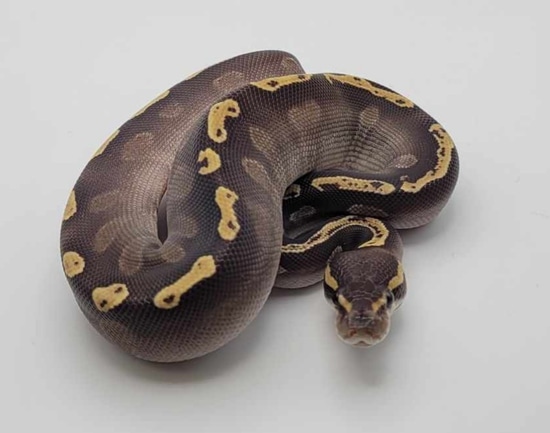 GHI Mojave Trick Ball Python by RS Pythons