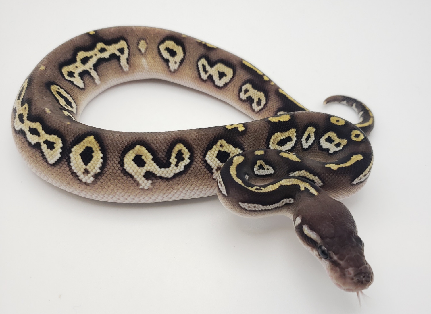 Blackhead Mojave Pastel Prob RG Ball Python by RS Pythons - MorphMarket