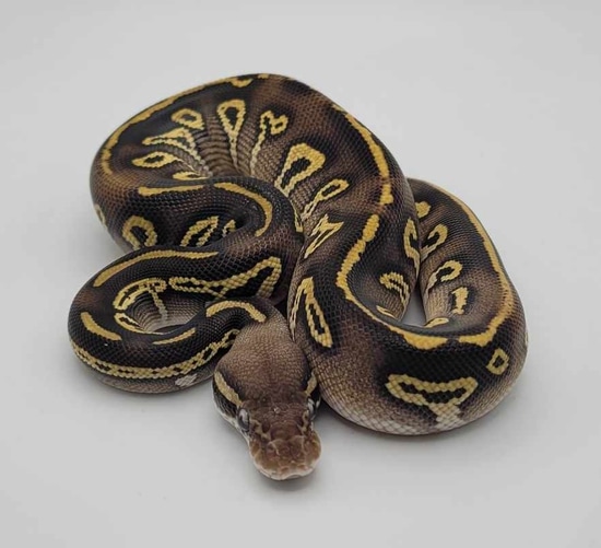 Blackhead Mojave Trick Pastel Het Clown 50% Het Pied Ball Python by RS Pythons