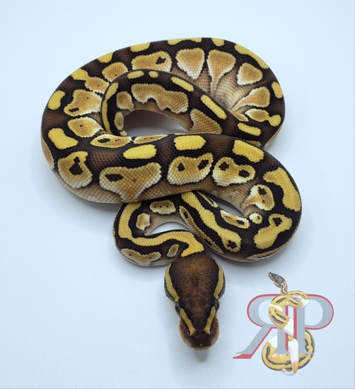 Lesser Ball Python by RS Pythons