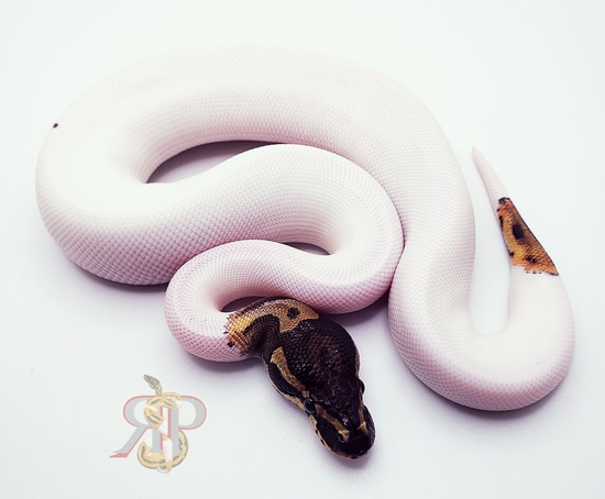 Pied Ball Python by RS Pythons