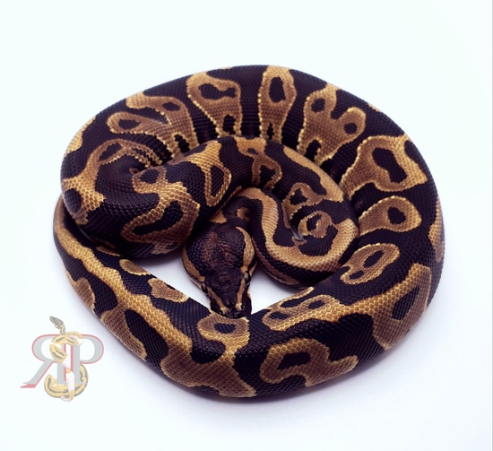 Leopard Yellowbelly Het Clown 66% Het Pied Ball Python by RS Pythons