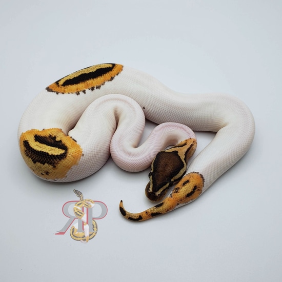 ODYB Fire Pied Ball Python by RS Pythons