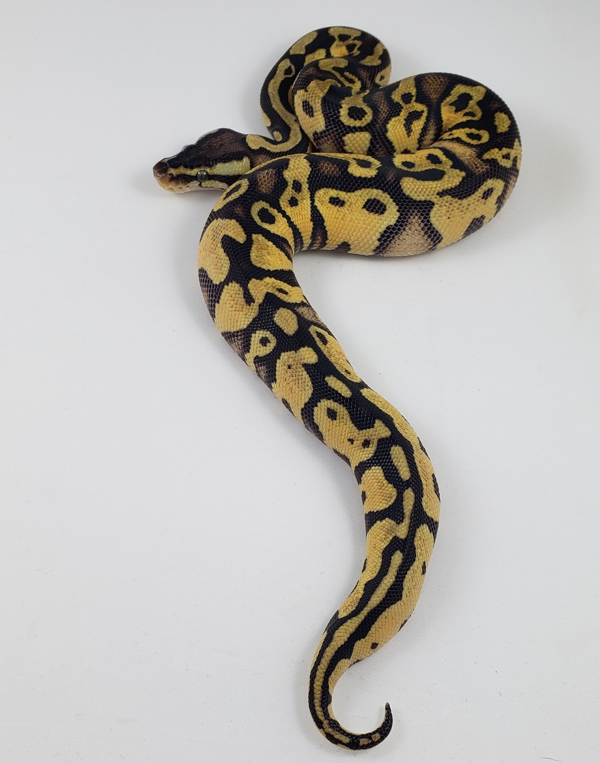 Pastel YB Enchi? Het Pied 50% Het Clown Ball Python by The Grey Seal ...