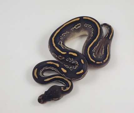 Black Head Black Pewter Clown Pos Yb Pos Calico Ball Python by The Grey ...