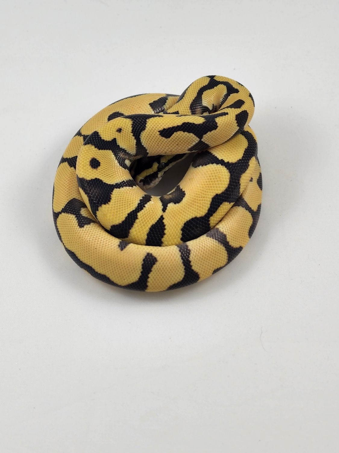 Pastel Enchi Desert Ghost 50% Het Cryptic 50% Het Clown 50% Het Hypo ...